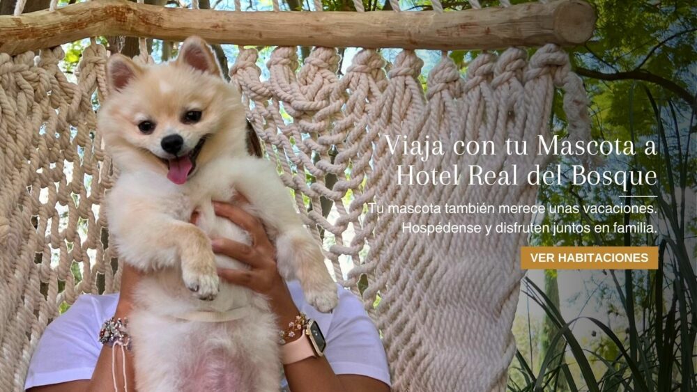 Real del Bosque | Hotel Real del Bosque